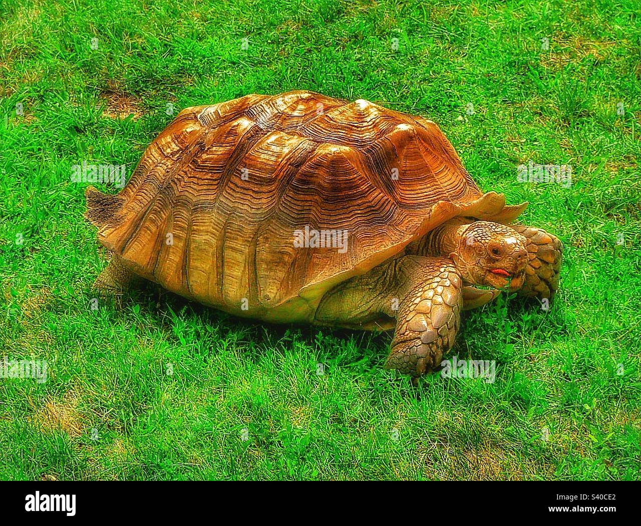 Turtle shell patterns hi-res stock photography and images - Alamy