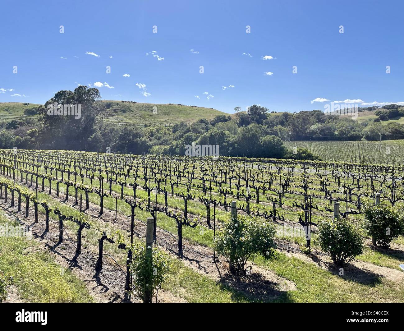 Grapes field hi-res stock photography and images - Alamy