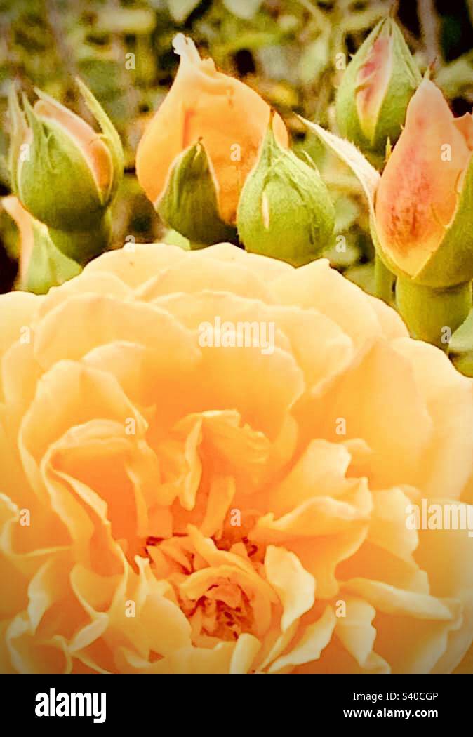Peach coloured roses Stock Photo - Alamy