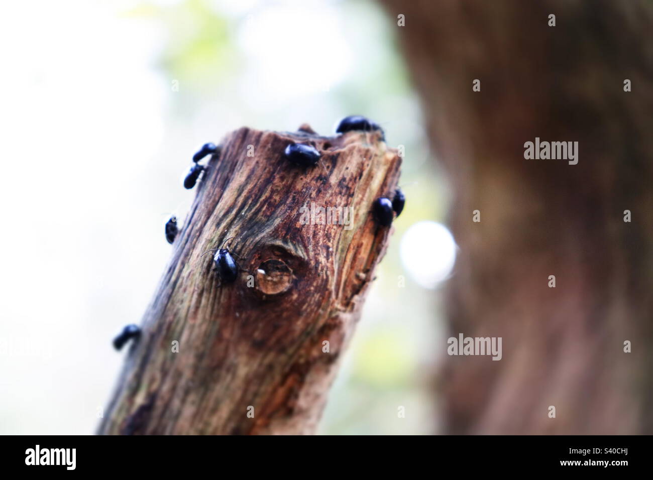 Black bugs hi-res stock photography and images - Alamy