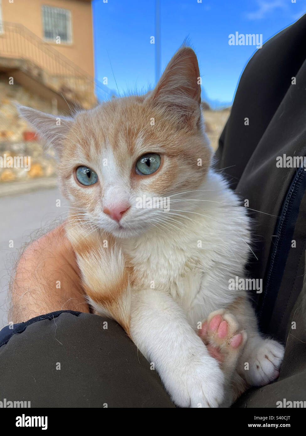 Kitten arms hi-res stock photography and images - Alamy