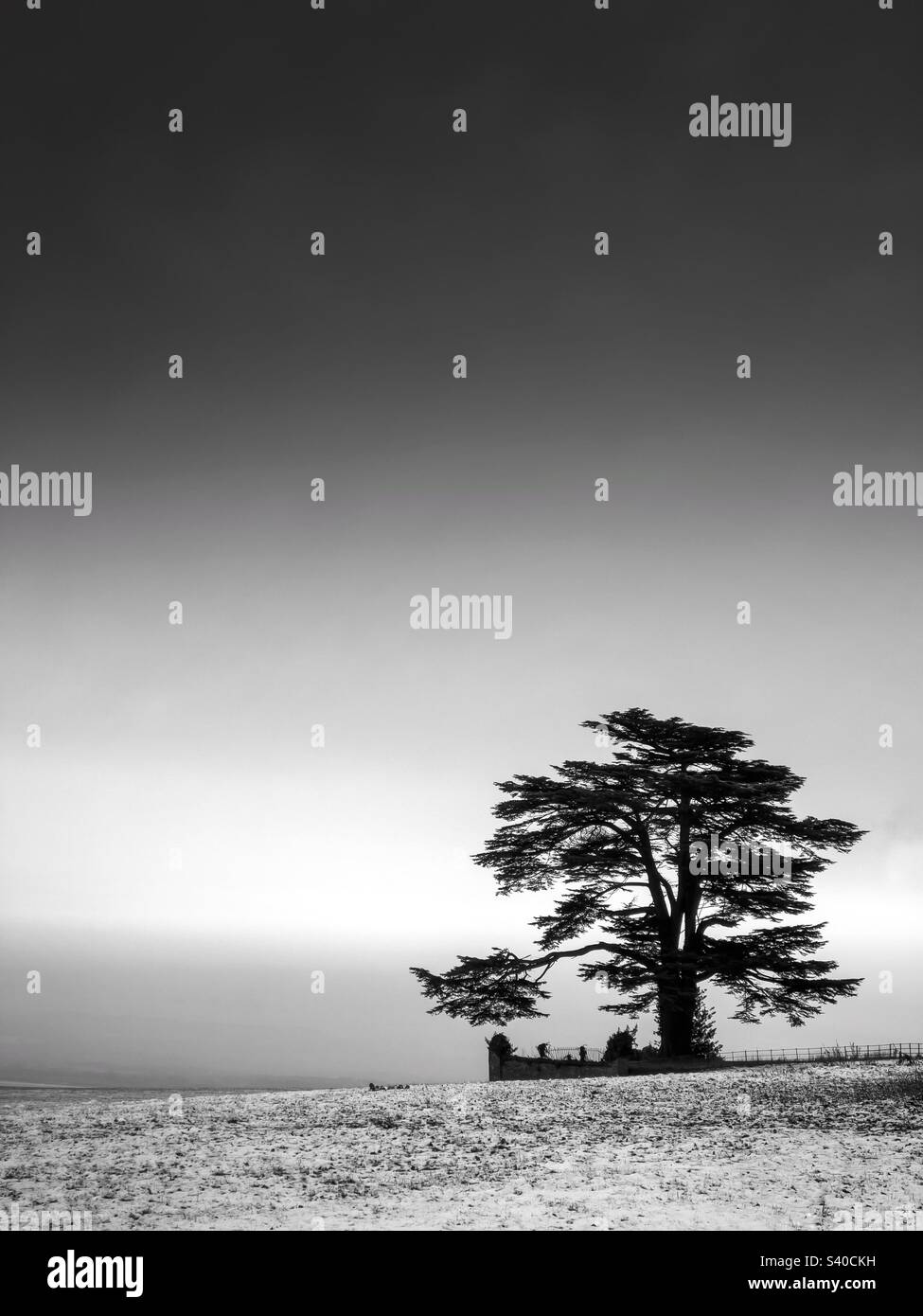 Yew tree in winter Stock Photo - Alamy