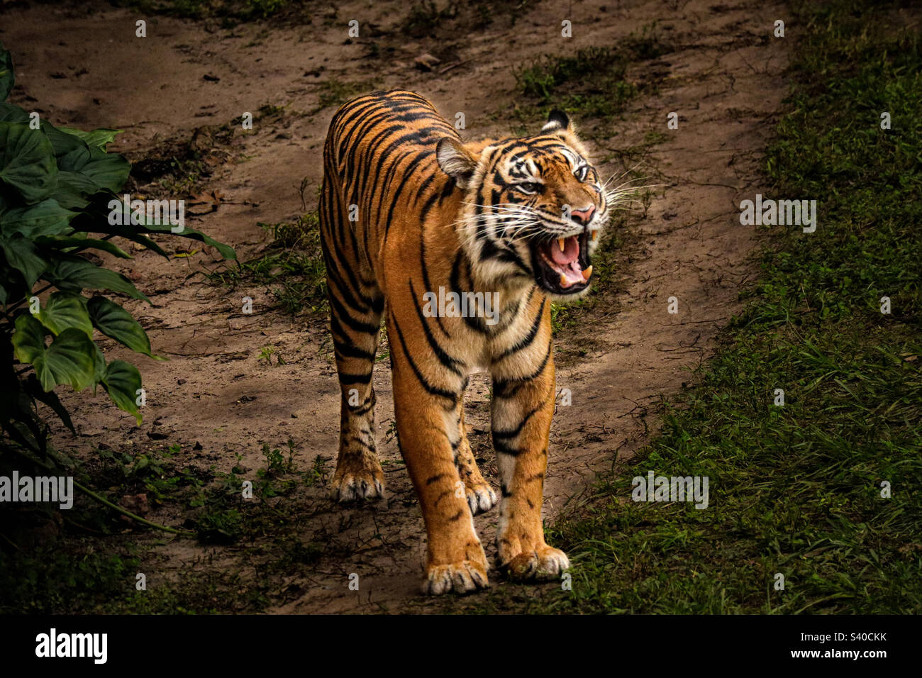 Call the cat hi-res stock photography and images - Alamy