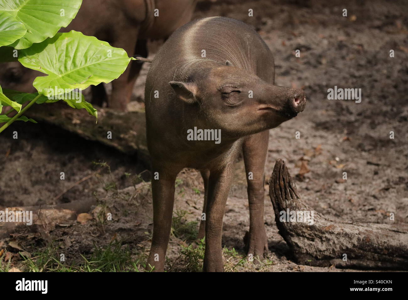 Babirusa hi-res stock photography and images - Alamy