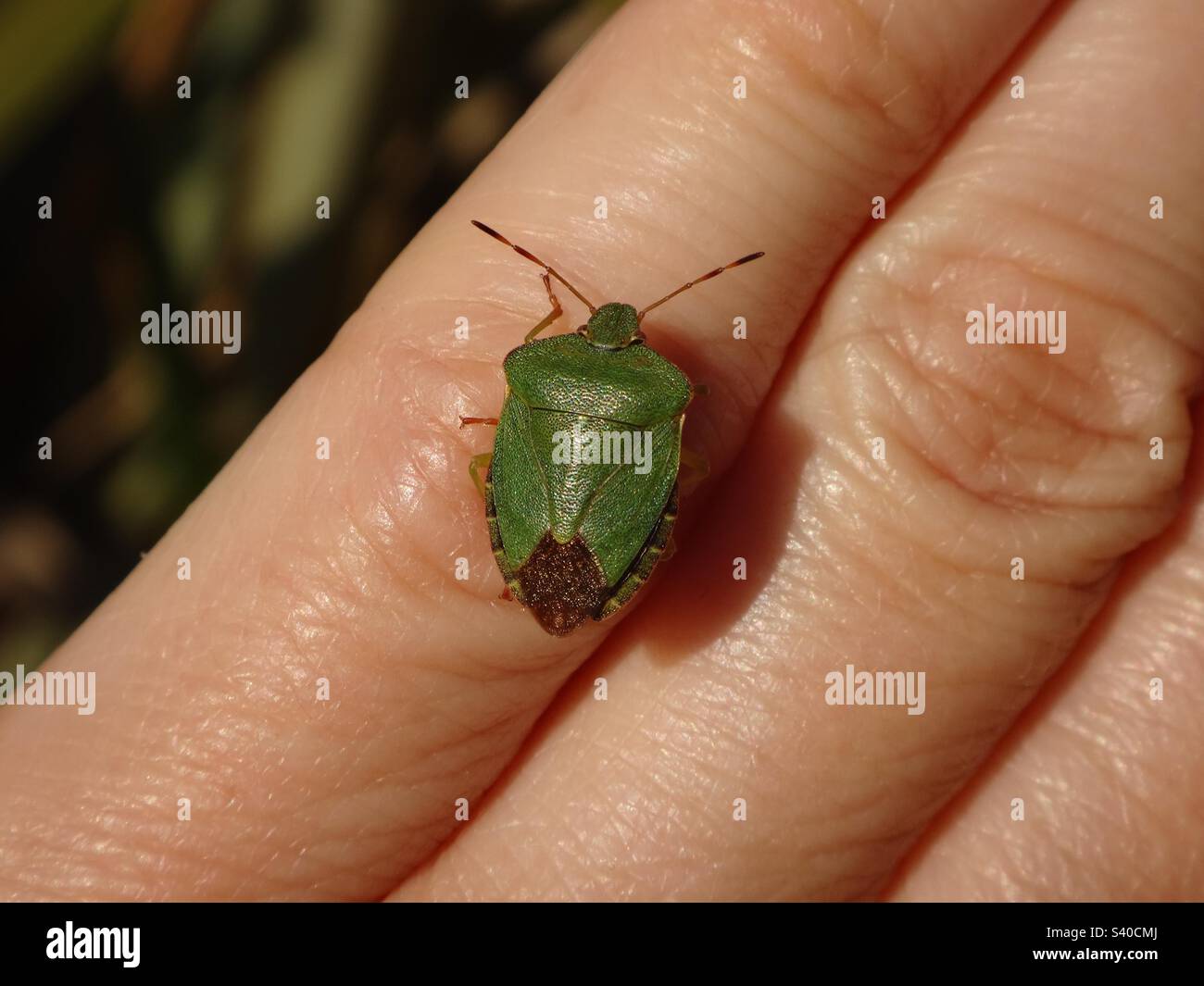 Finger shield hi-res stock photography and images - Alamy