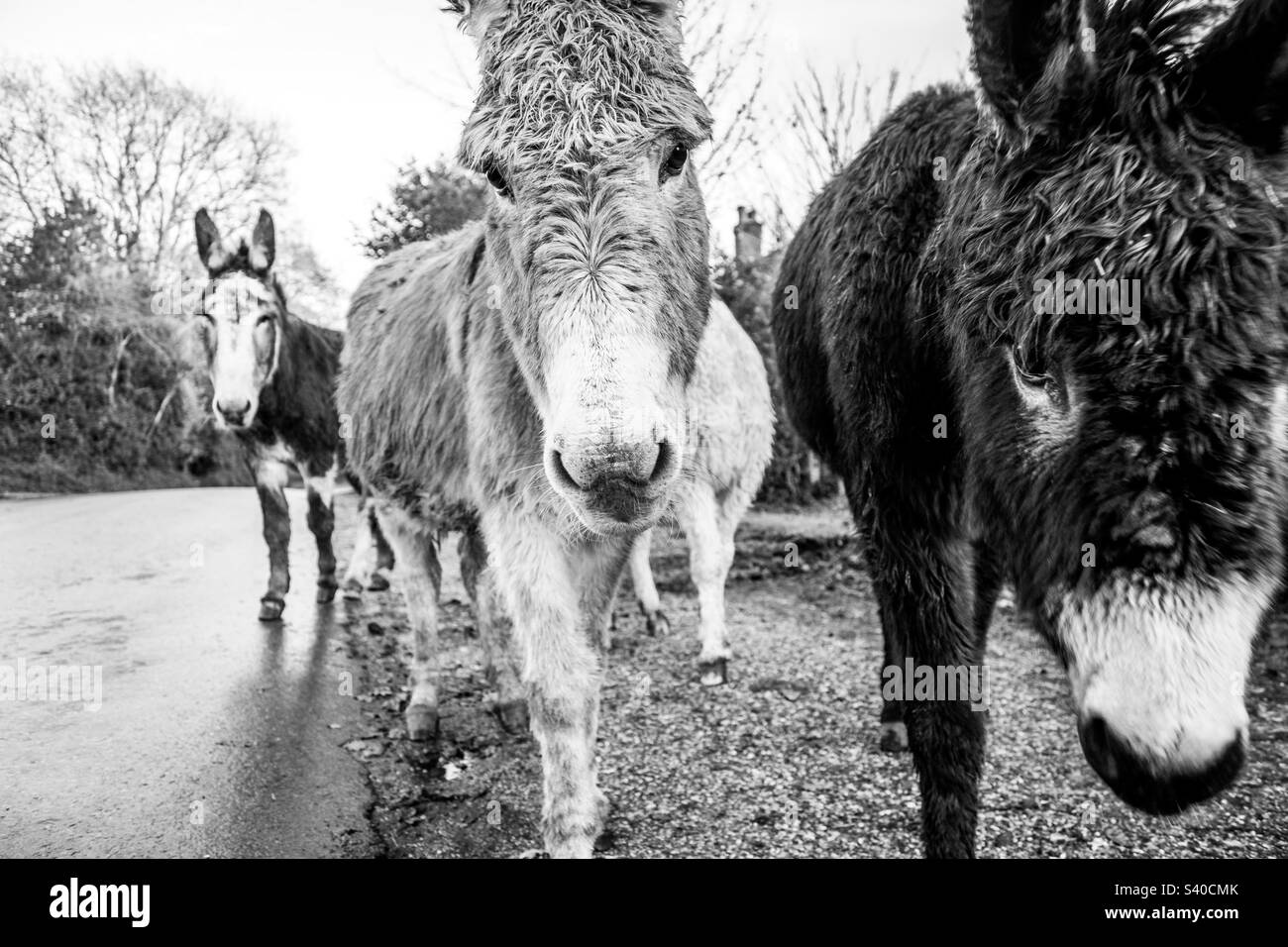 The newforest hi-res stock photography and images - Alamy