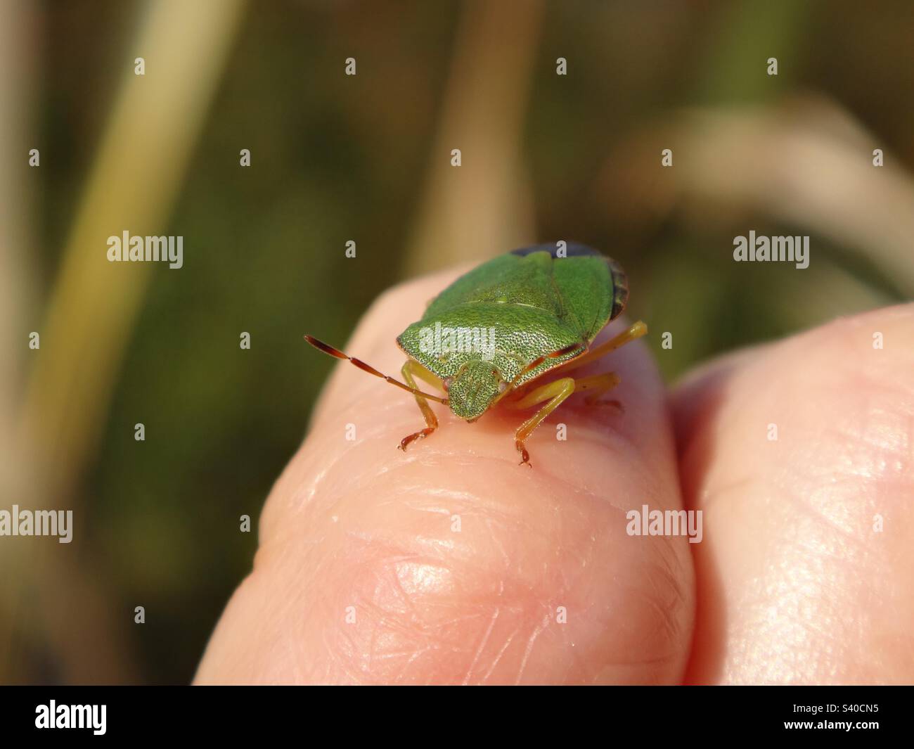 The green shield bug (Palomena prasina) sitting on human hand Stock ...