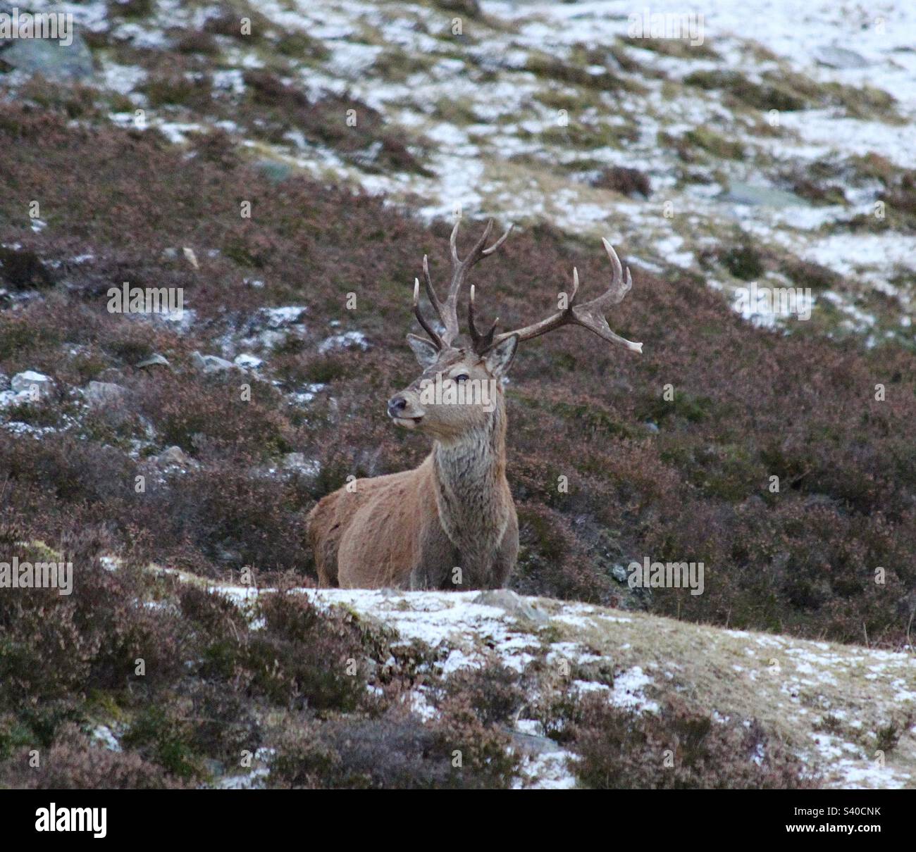 Red Stag. Highlands Stock Photo - Alamy