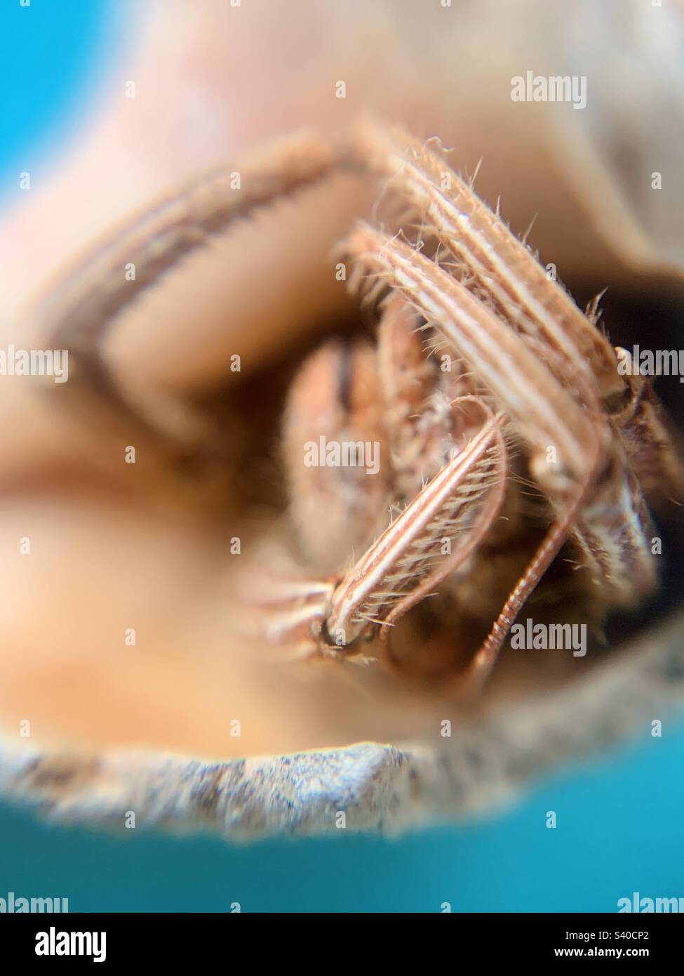 Crab in a seashell Stock Photo - Alamy