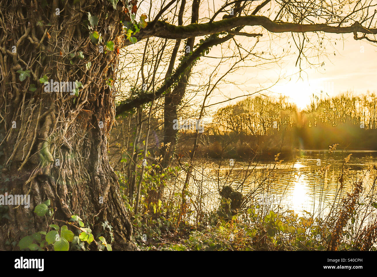 Side of pond hi-res stock photography and images - Alamy