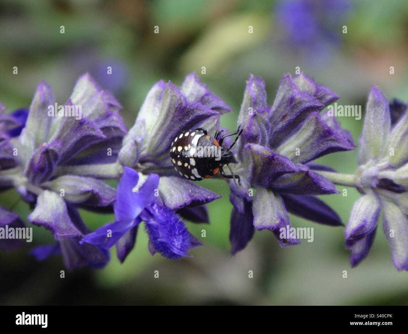 Nezara viridula third hi-res stock photography and images - Alamy