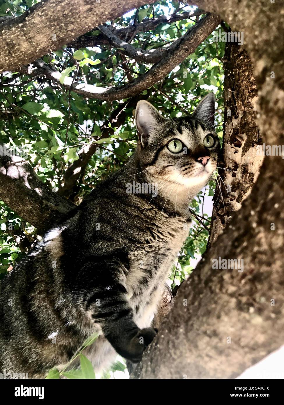 Green hunting hi-res stock photography and images - Alamy