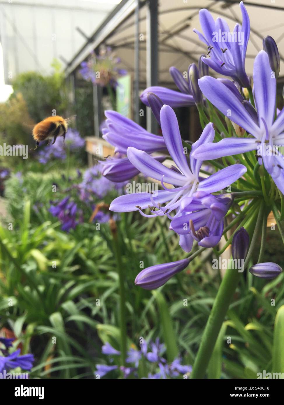 Pollination pollinators hi-res stock photography and images - Alamy