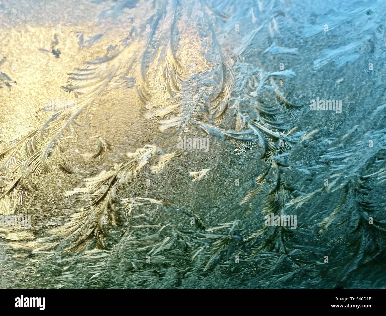 Ice crystal Japanese art of pine trees and birds blowing in wind ...