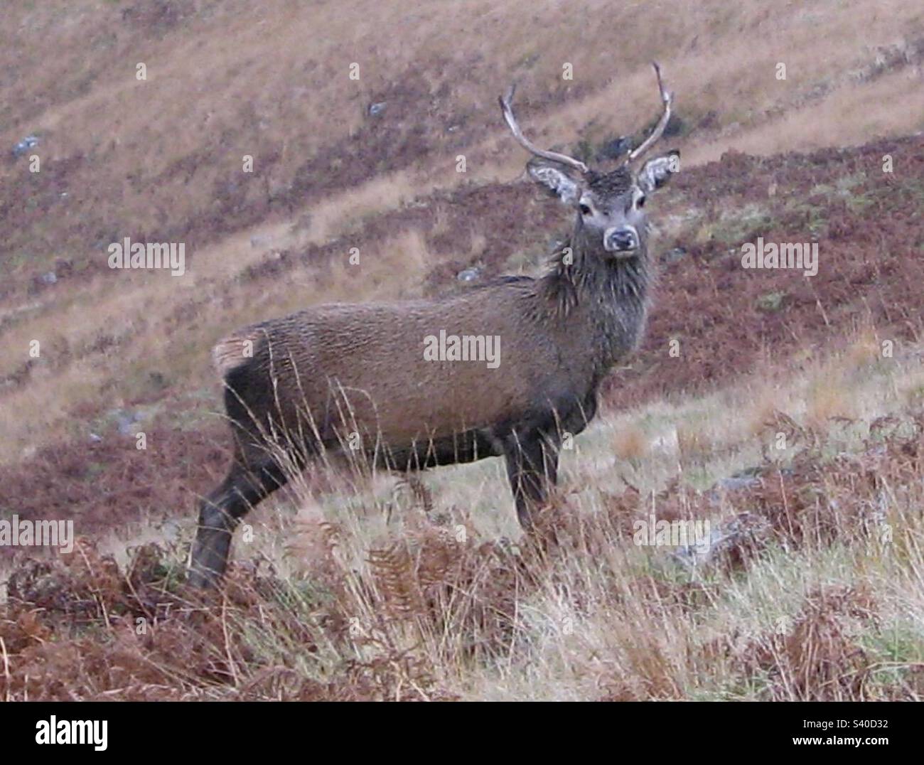 Red Stag. Highlands Stock Photo - Alamy