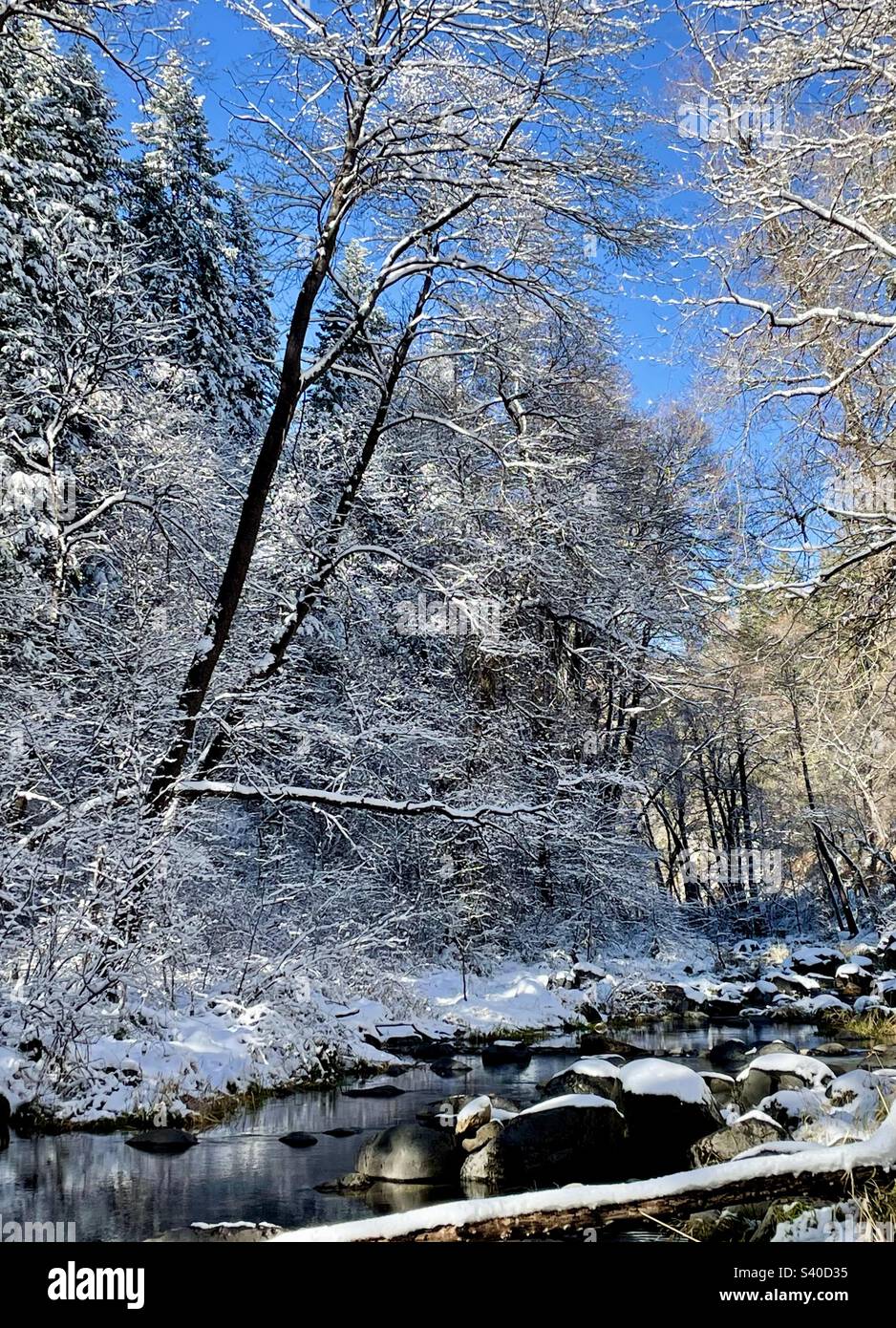 Shadow and sun, view upstream, snow laden pine boughs, rocky boulders ...