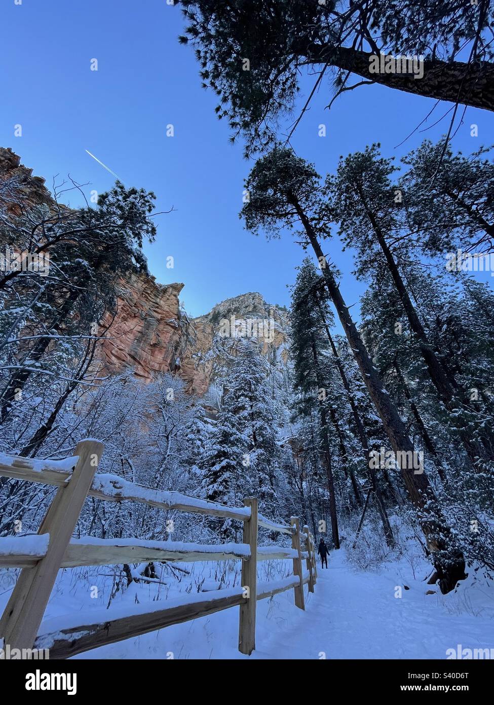 Towering pine trees hi-res stock photography and images - Alamy