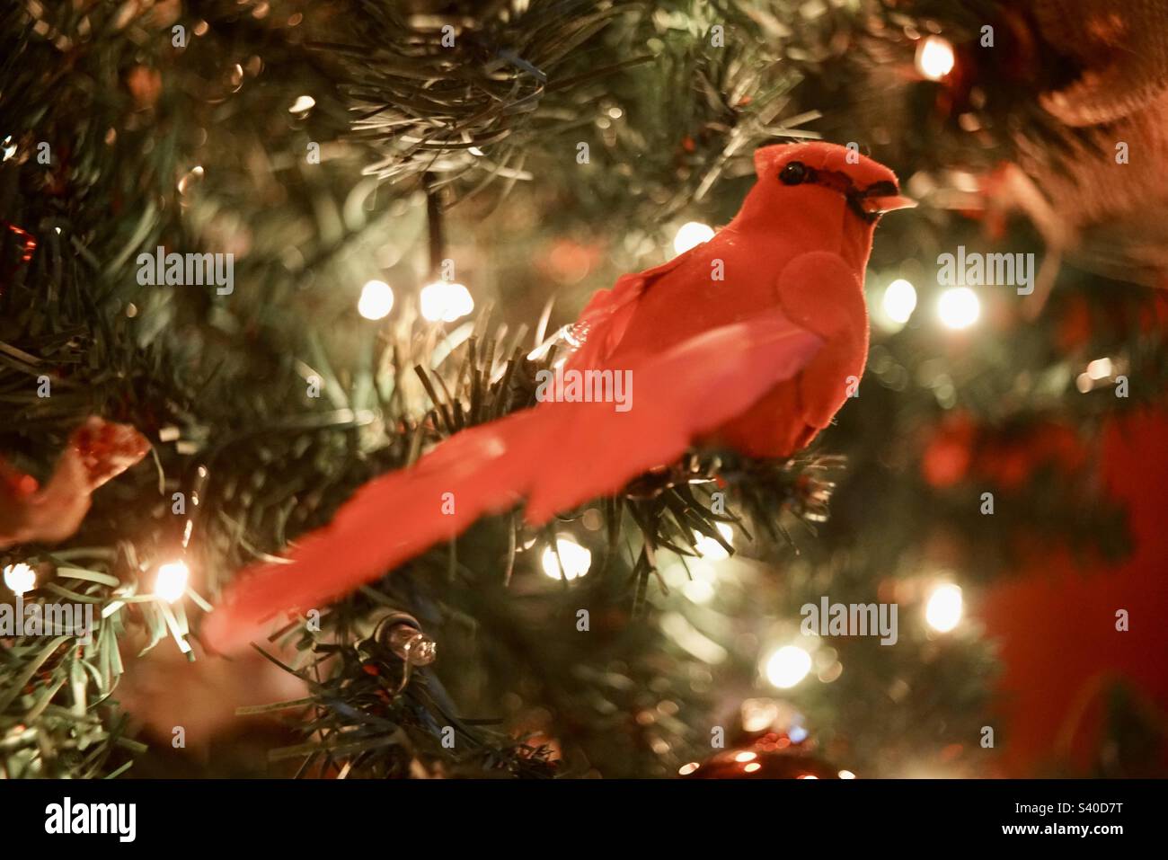 Red bird cardinal hi-res stock photography and images - Alamy