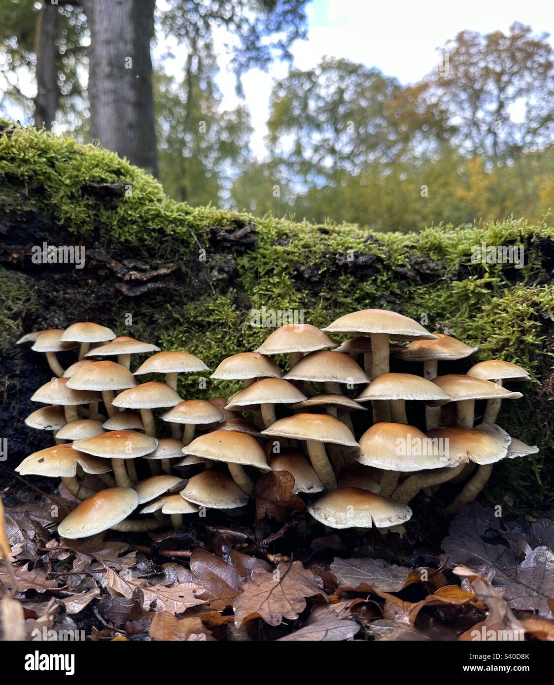 Woodland fungi hi-res stock photography and images - Alamy