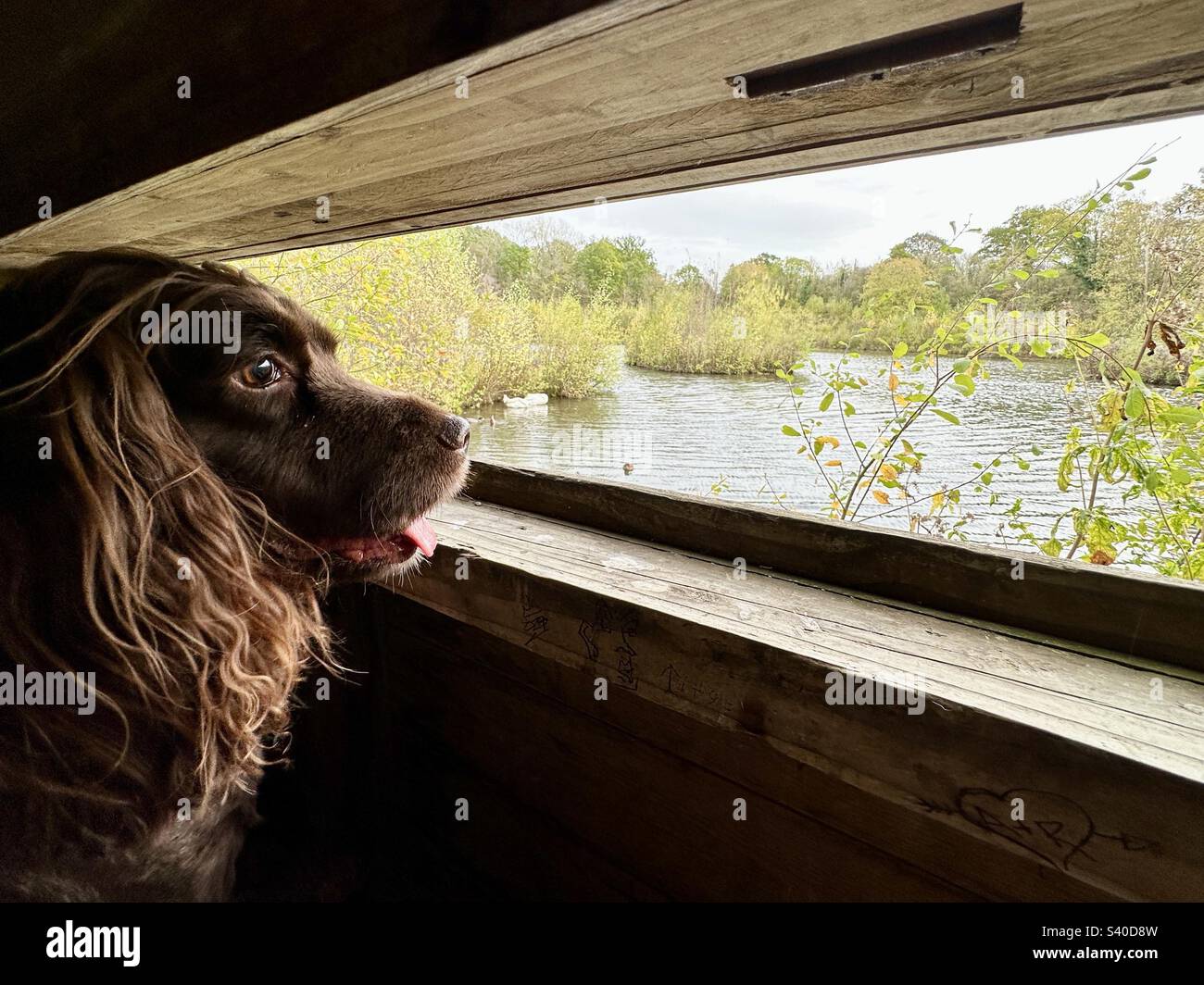 Dog in bird hide hi-res stock photography and images - Alamy