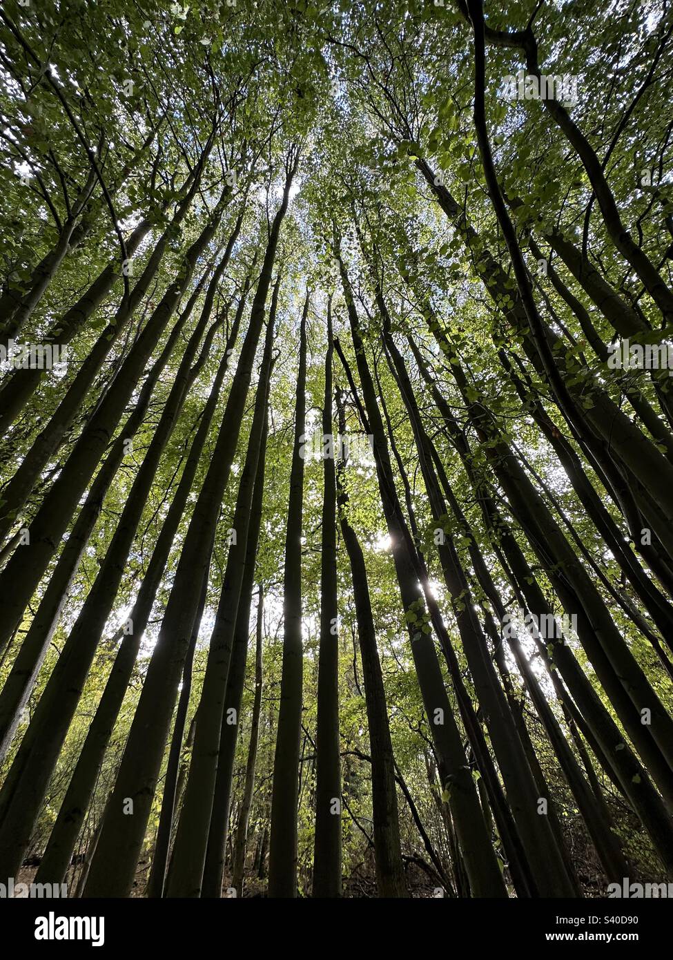 Coppiced beech hi-res stock photography and images - Alamy