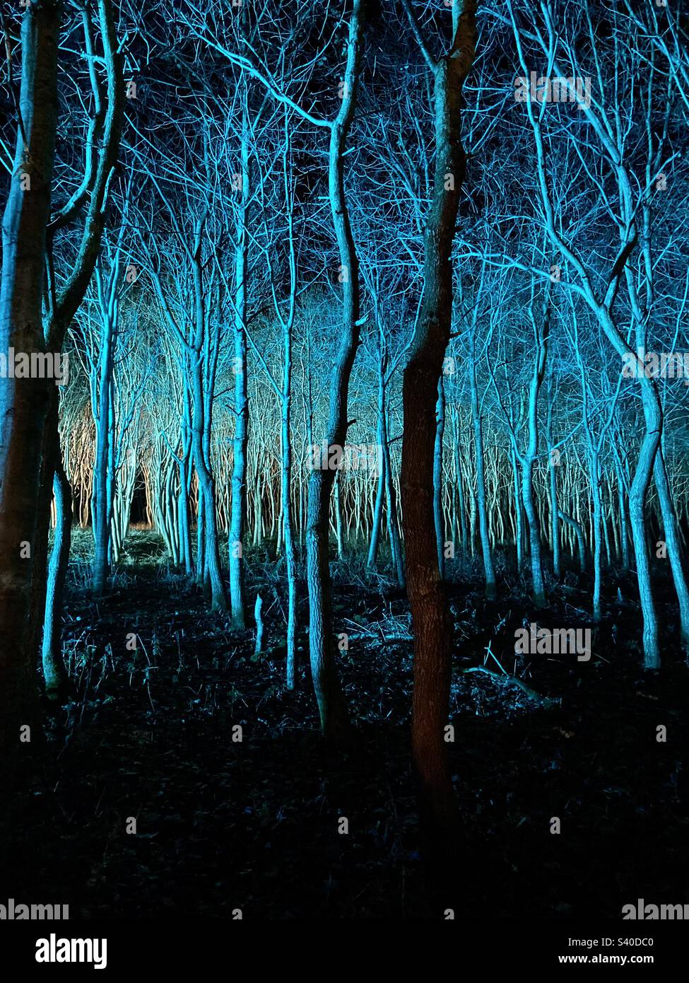 Trees all lit up at the Spectacle of Light, Dalkeith Country Park Stock ...