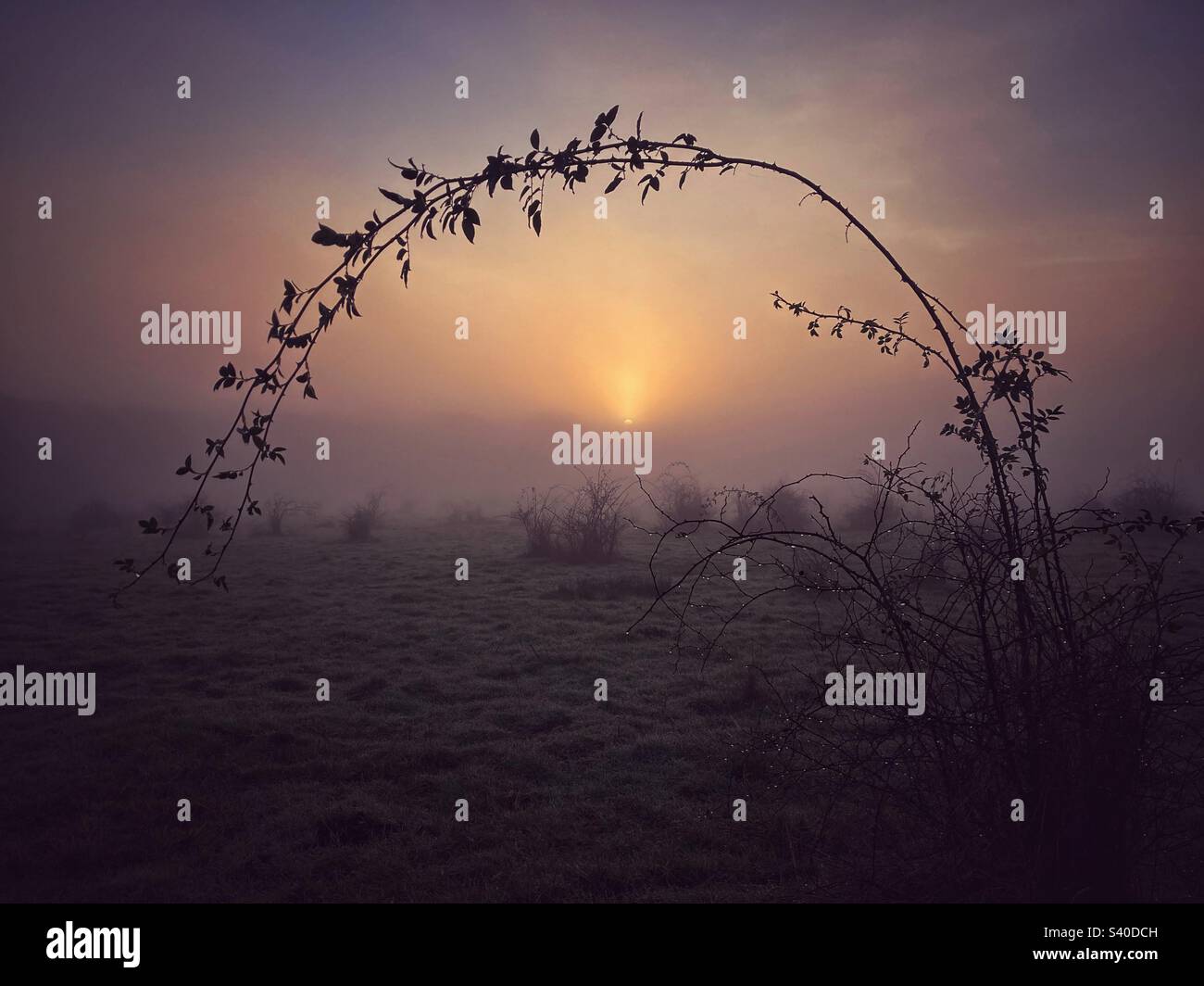 The Winter Solstice sunrise under an arch of wild dog rose growing in a ...