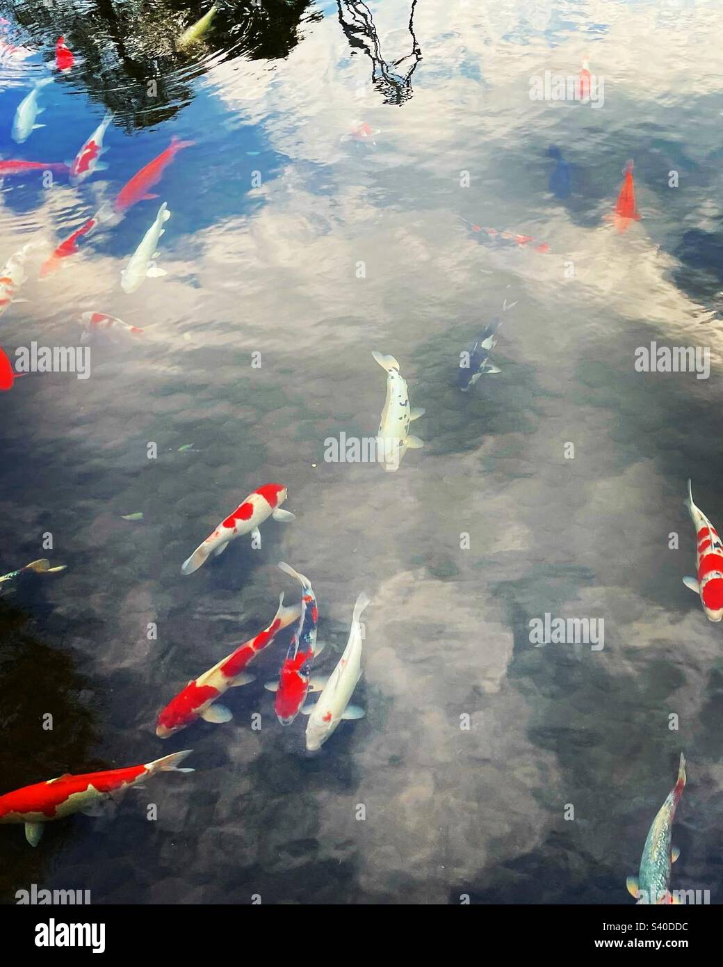 Koi pond shrine hi-res stock photography and images - Alamy