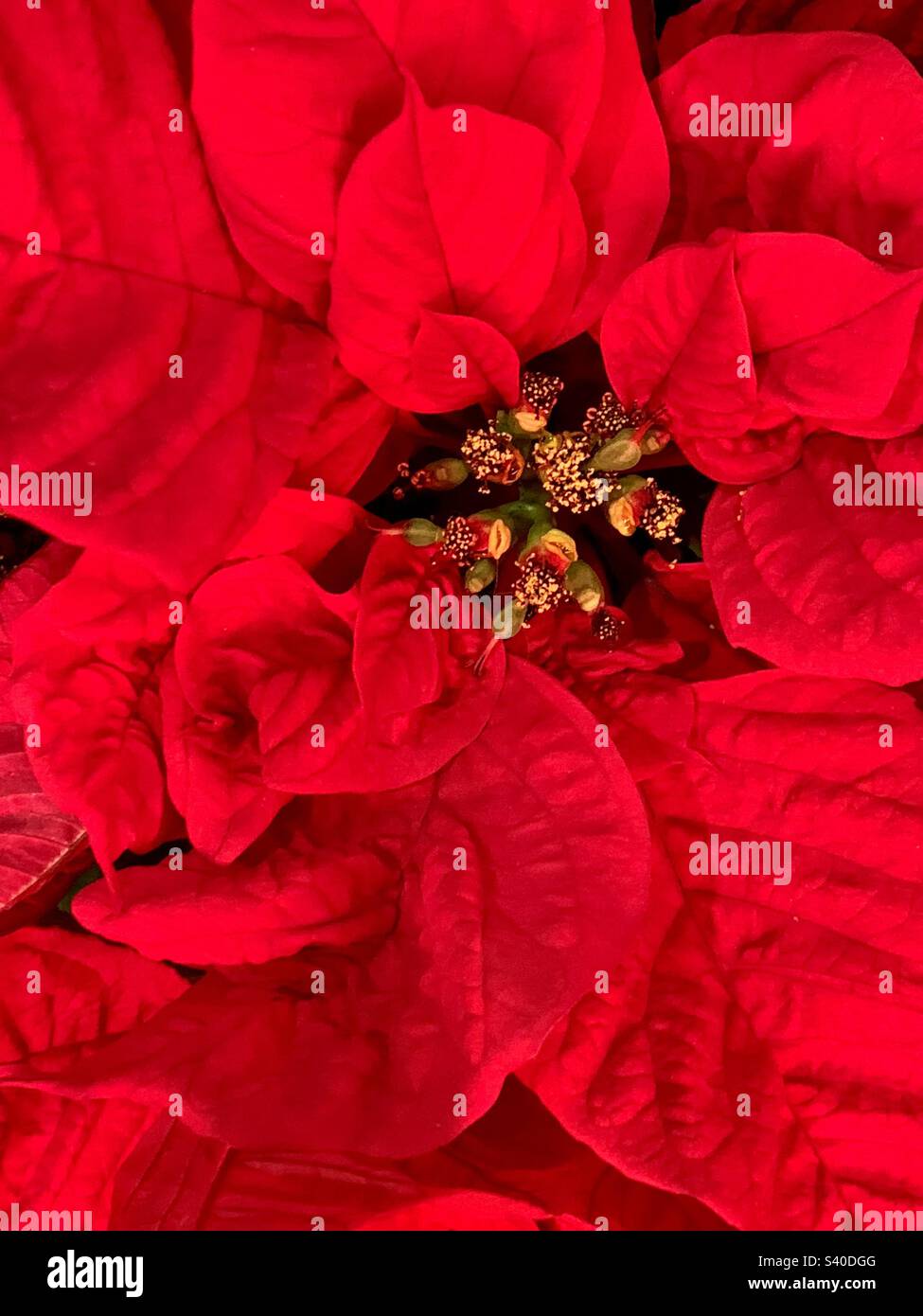 Poinsettias flower at the shot of the medium focal length of lens Stock ...