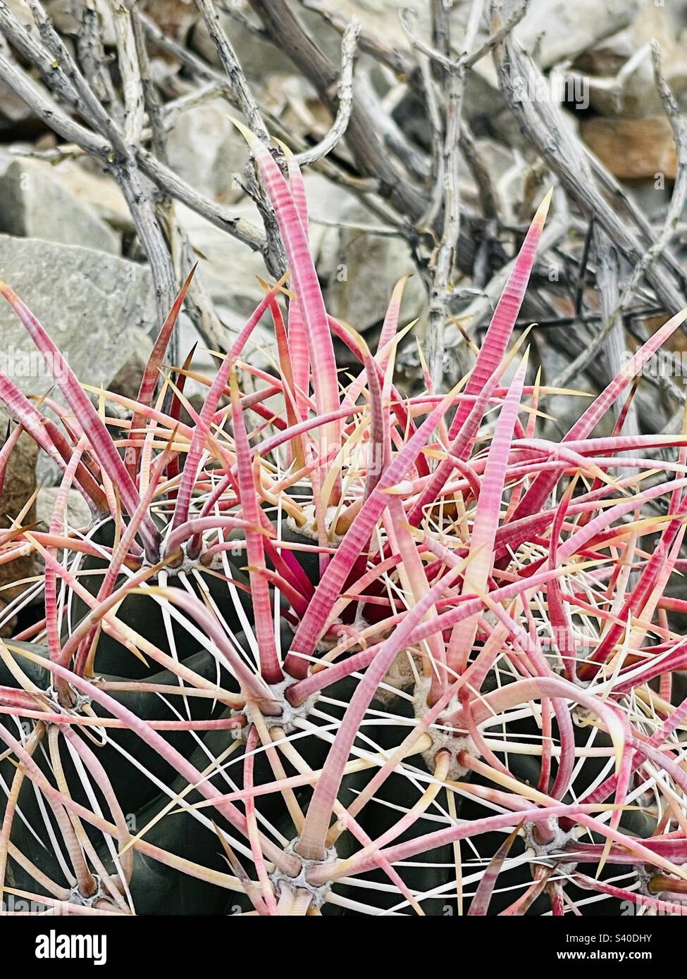 Pink barrel cactus hi-res stock photography and images - Alamy
