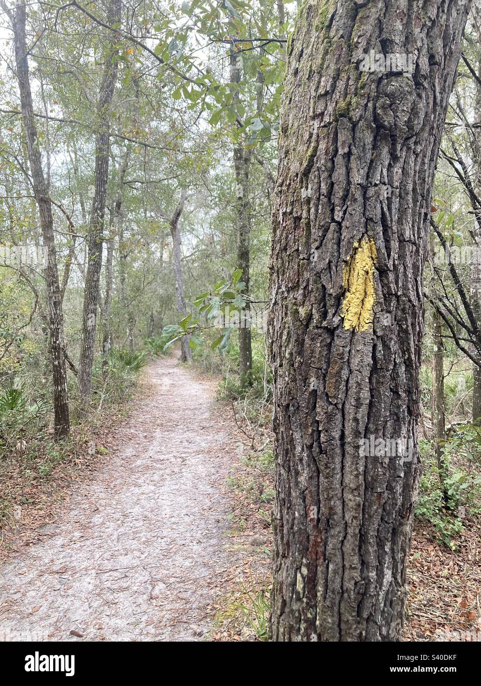 A yellow blaze marks a tree on a hiking trail Stock Photo - Alamy
