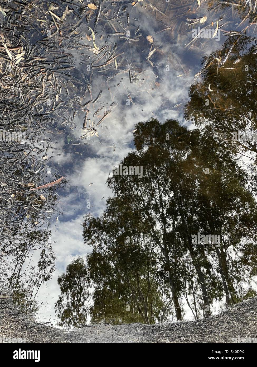 Reflective trees and trees hi-res stock photography and images - Alamy