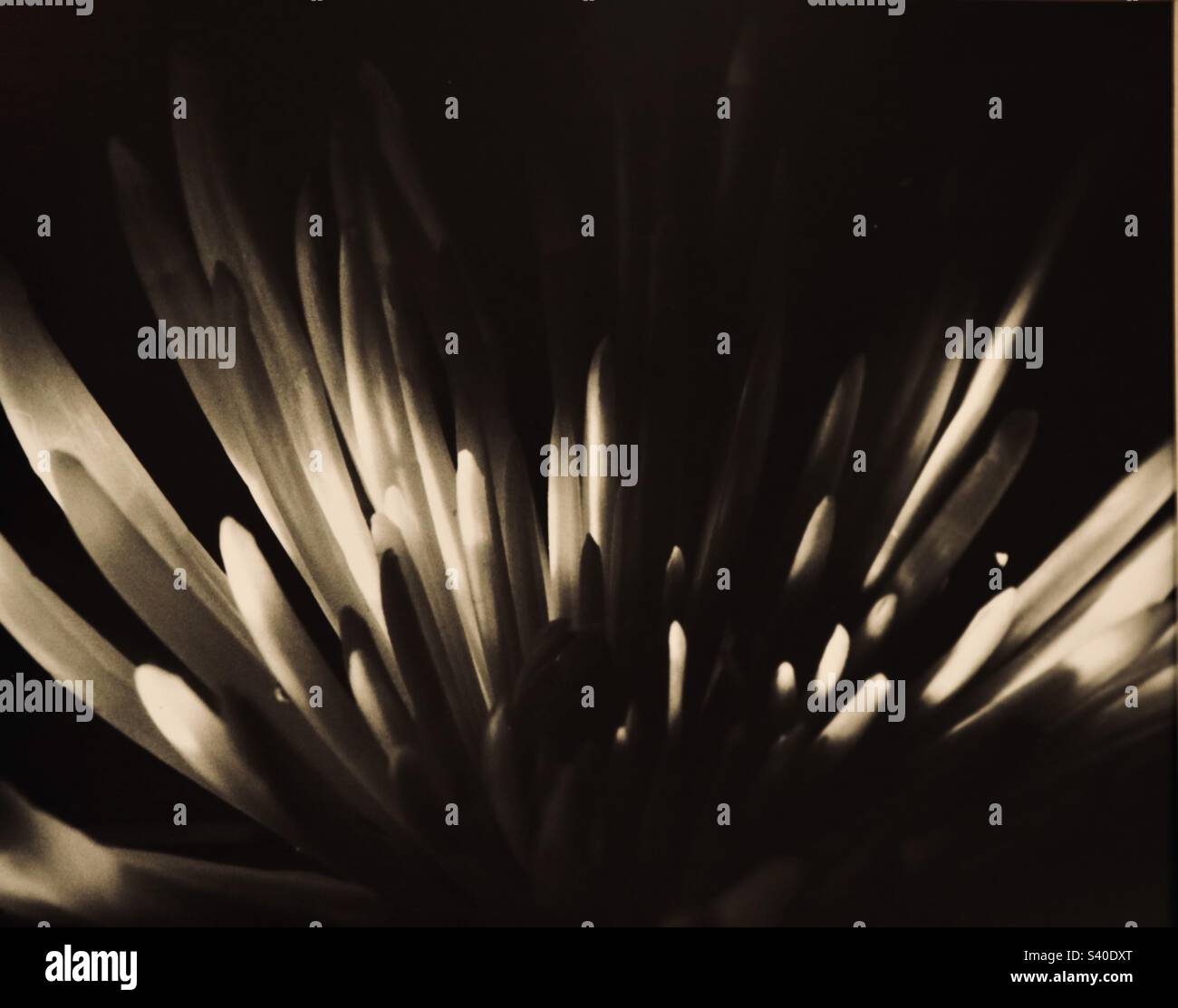 Focus flower hi-res stock photography and images - Alamy