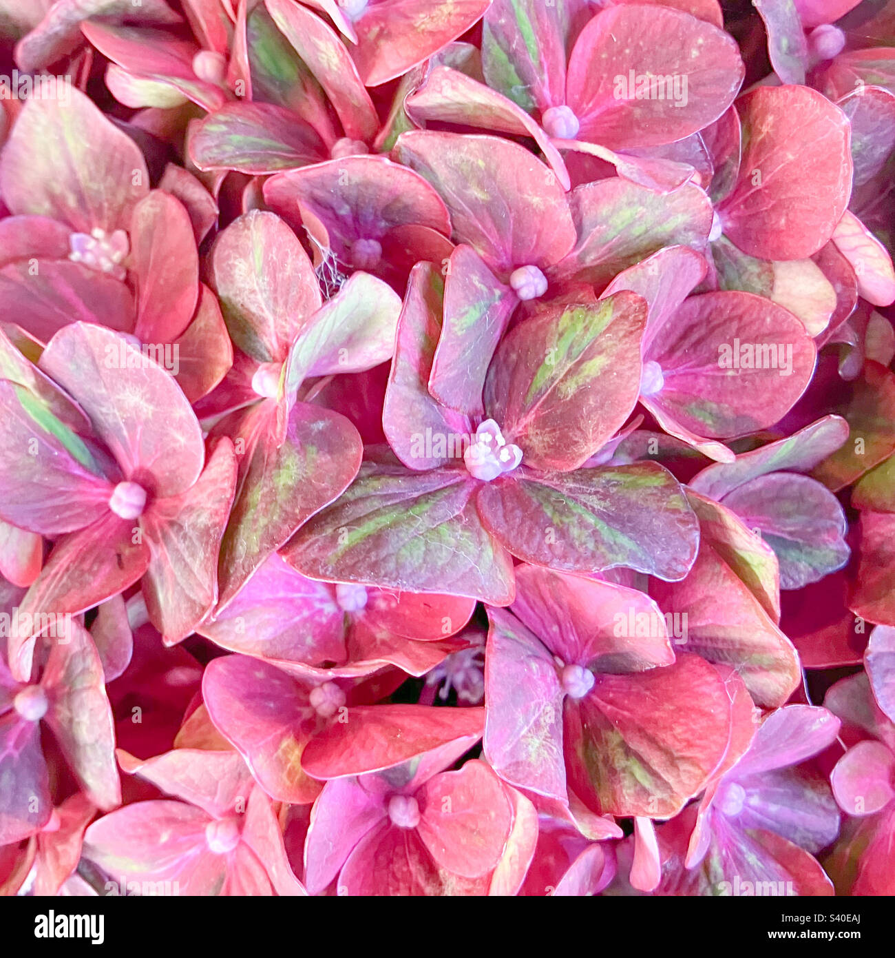 Summer summerflower hi-res stock photography and images - Alamy