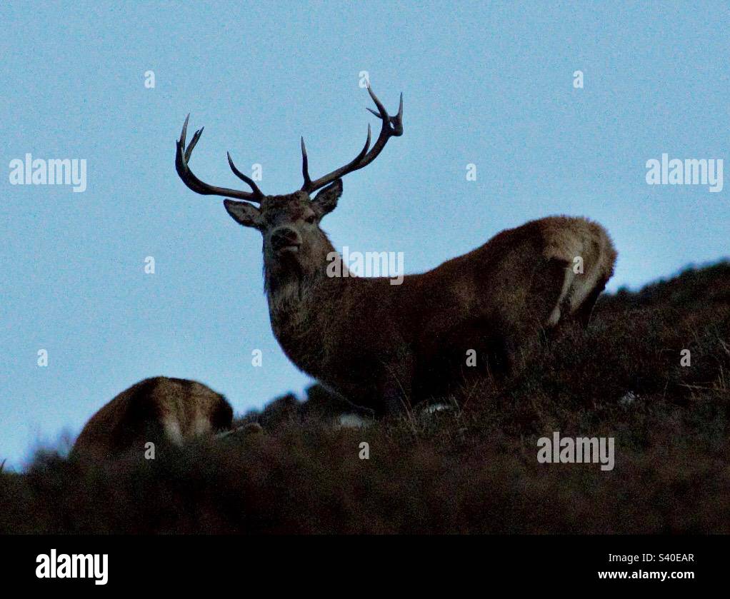 Stag and sunset hi-res stock photography and images - Alamy