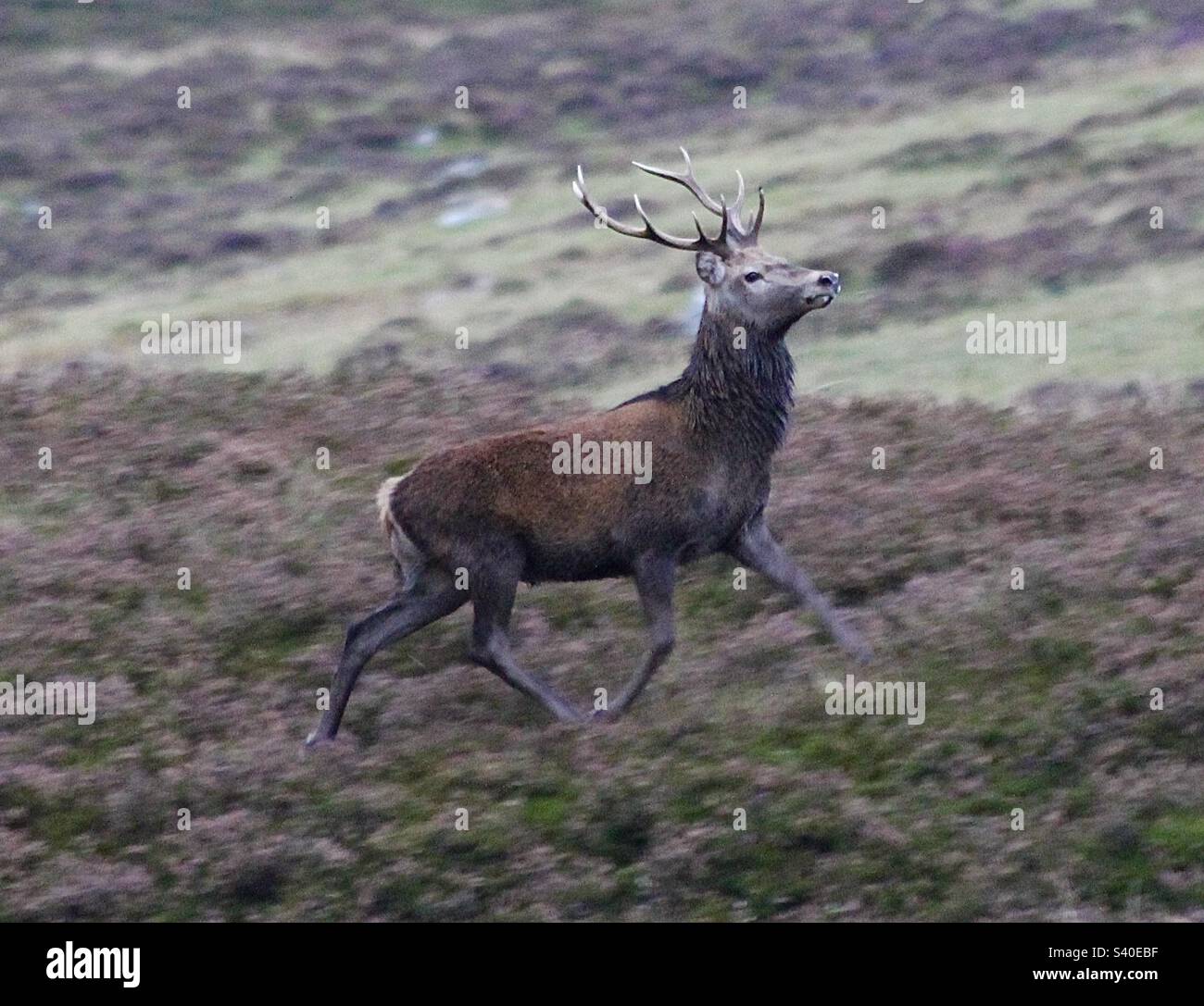 Red Stag. Rut Stock Photo - Alamy