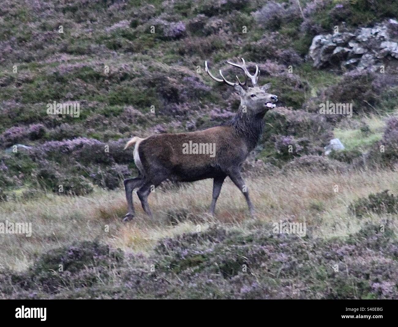 Red Stag. Rut Stock Photo - Alamy