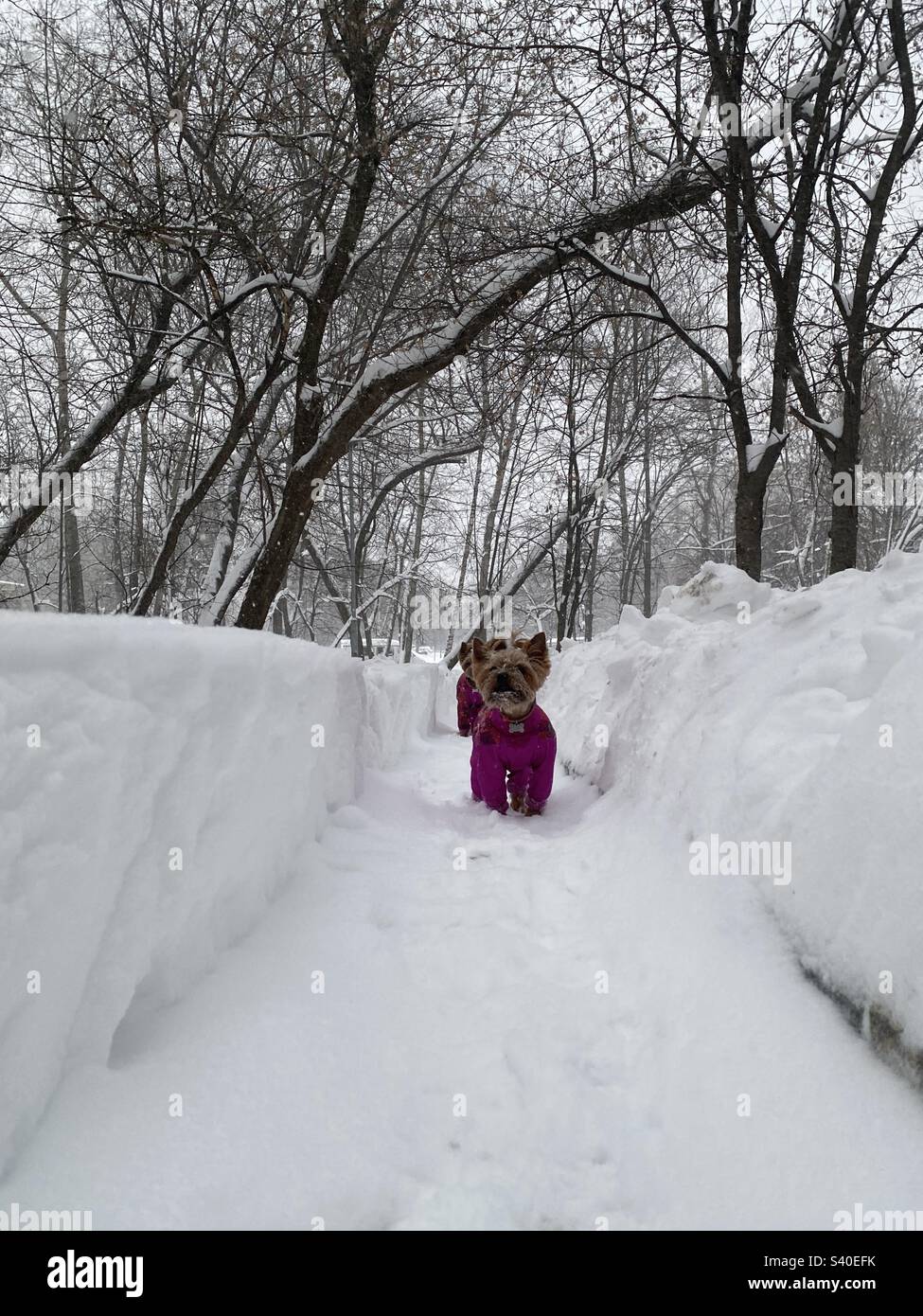 a small dog in overalls stands on a snowy path Stock Photo - Alamy
