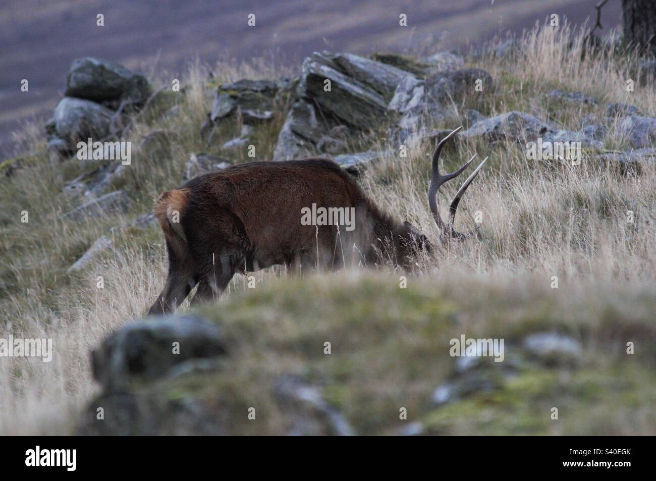 Grazing stag hi-res stock photography and images - Alamy