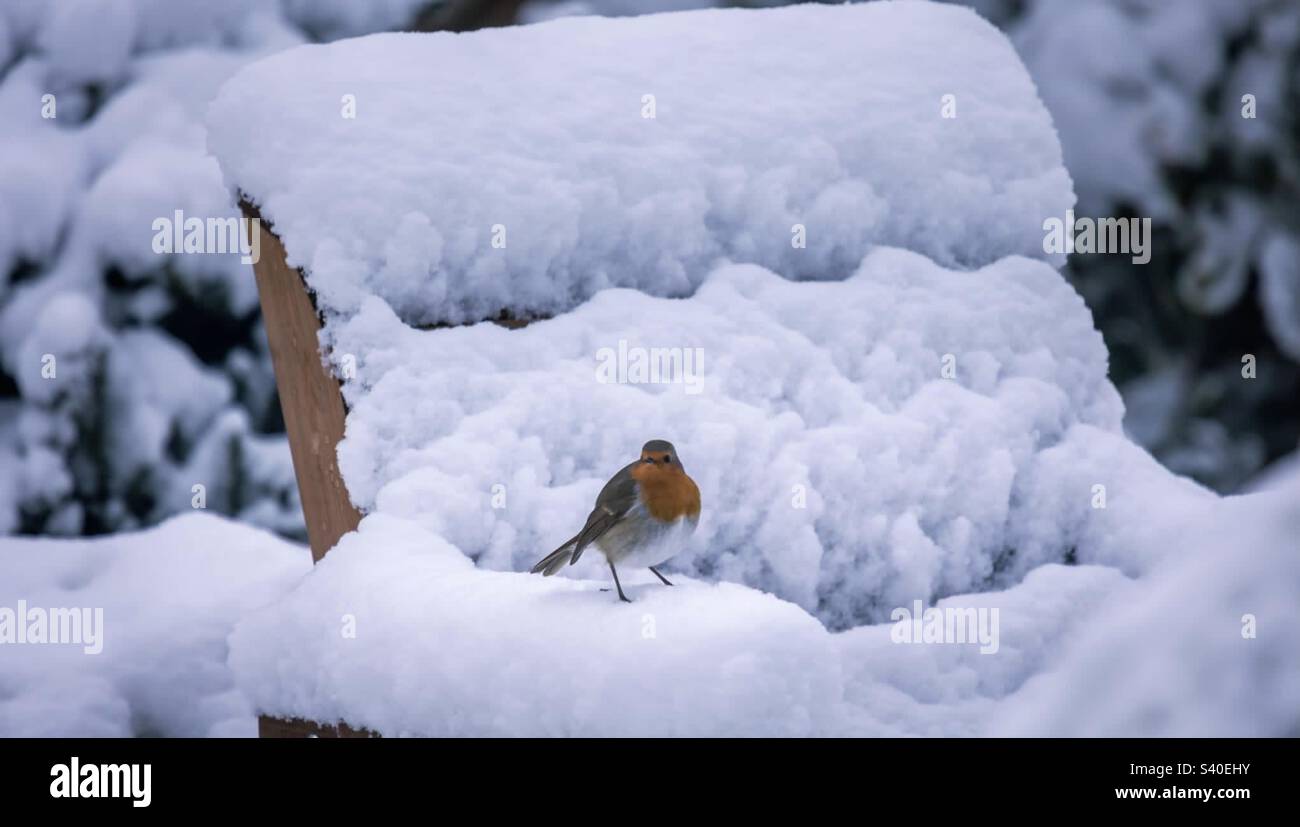 Robin kent winter hi-res stock photography and images - Alamy