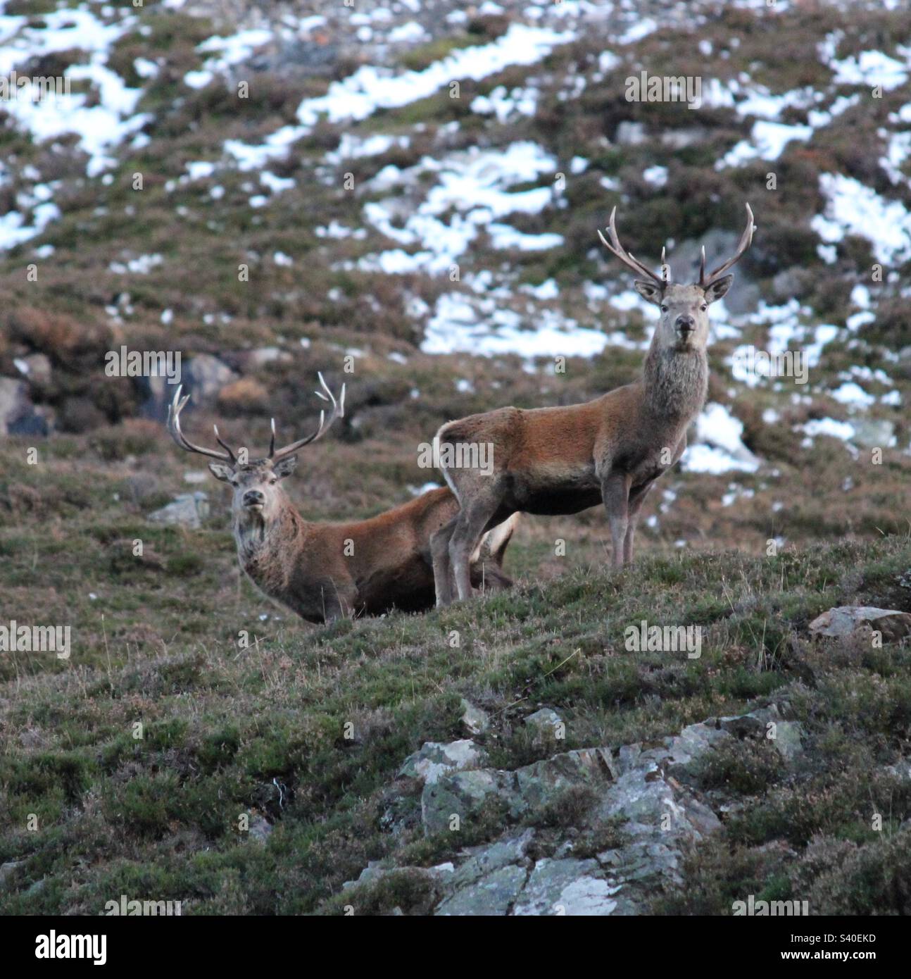 Highland stags hi-res stock photography and images - Alamy