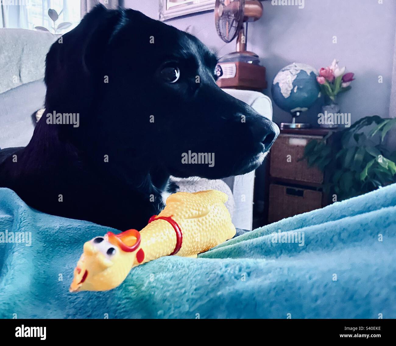 Rubber chicken hi-res stock photography and images - Alamy