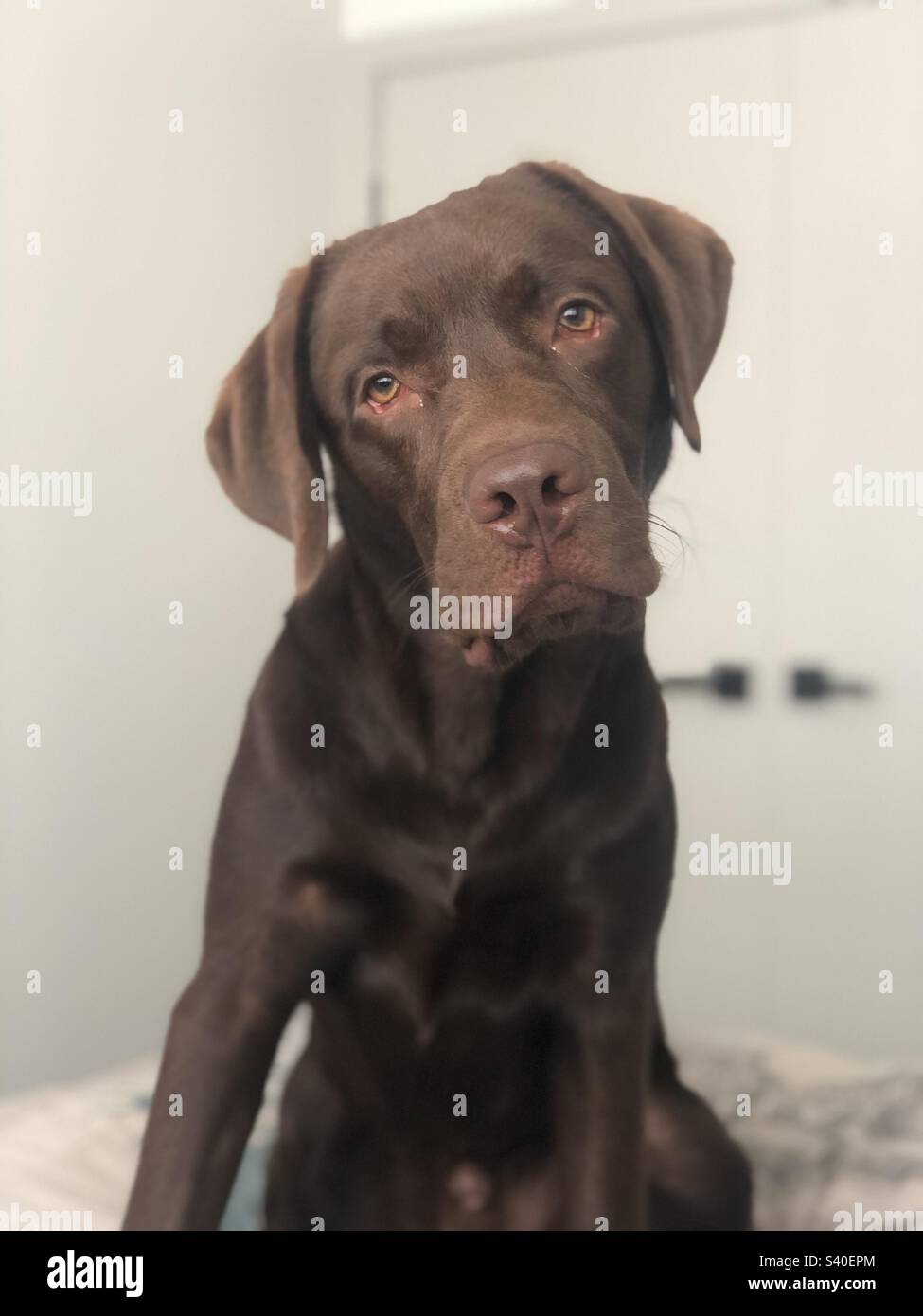 Cute chocolate lab hi-res stock photography and images - Alamy