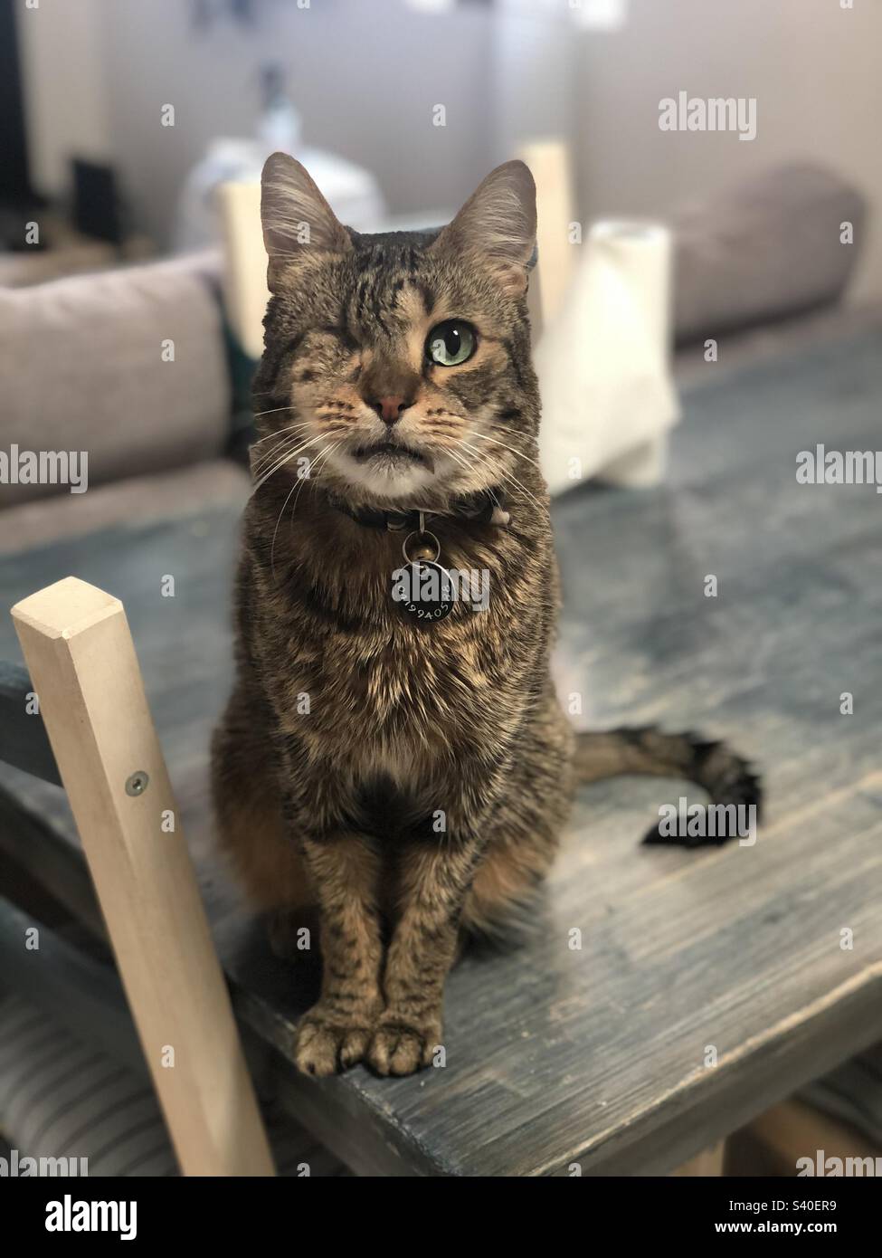 Eye of the cat hi-res stock photography and images - Alamy