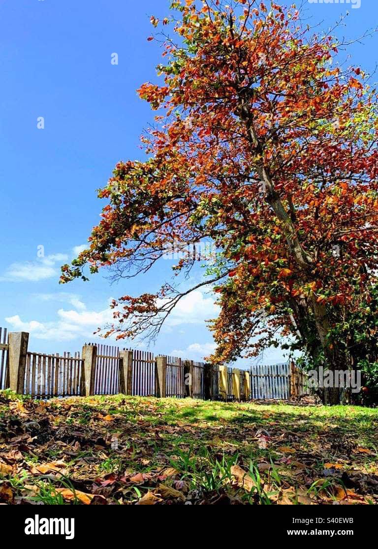 Talisay tree hi-res stock photography and images - Alamy