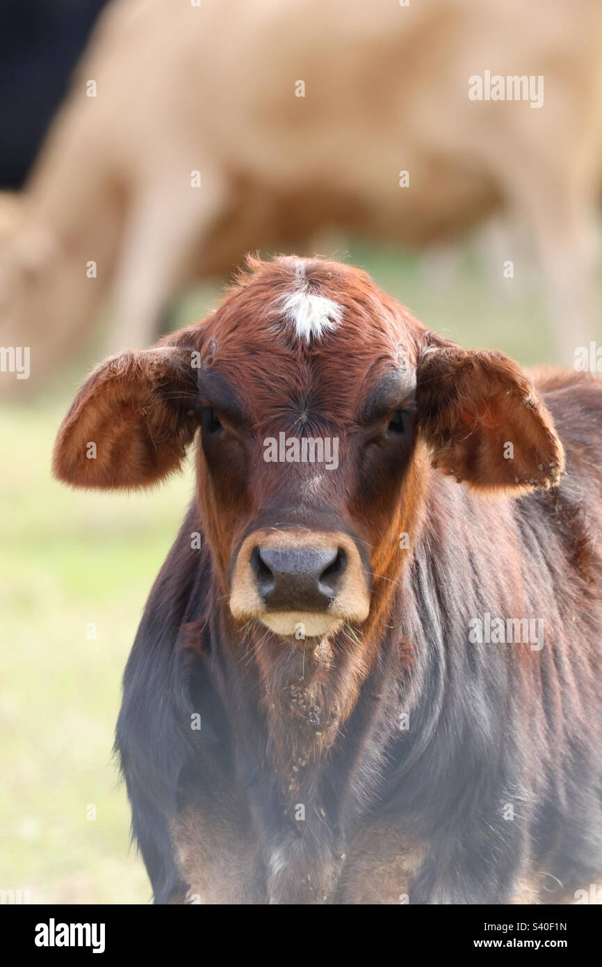 Cute baby cow hi-res stock photography and images - Alamy