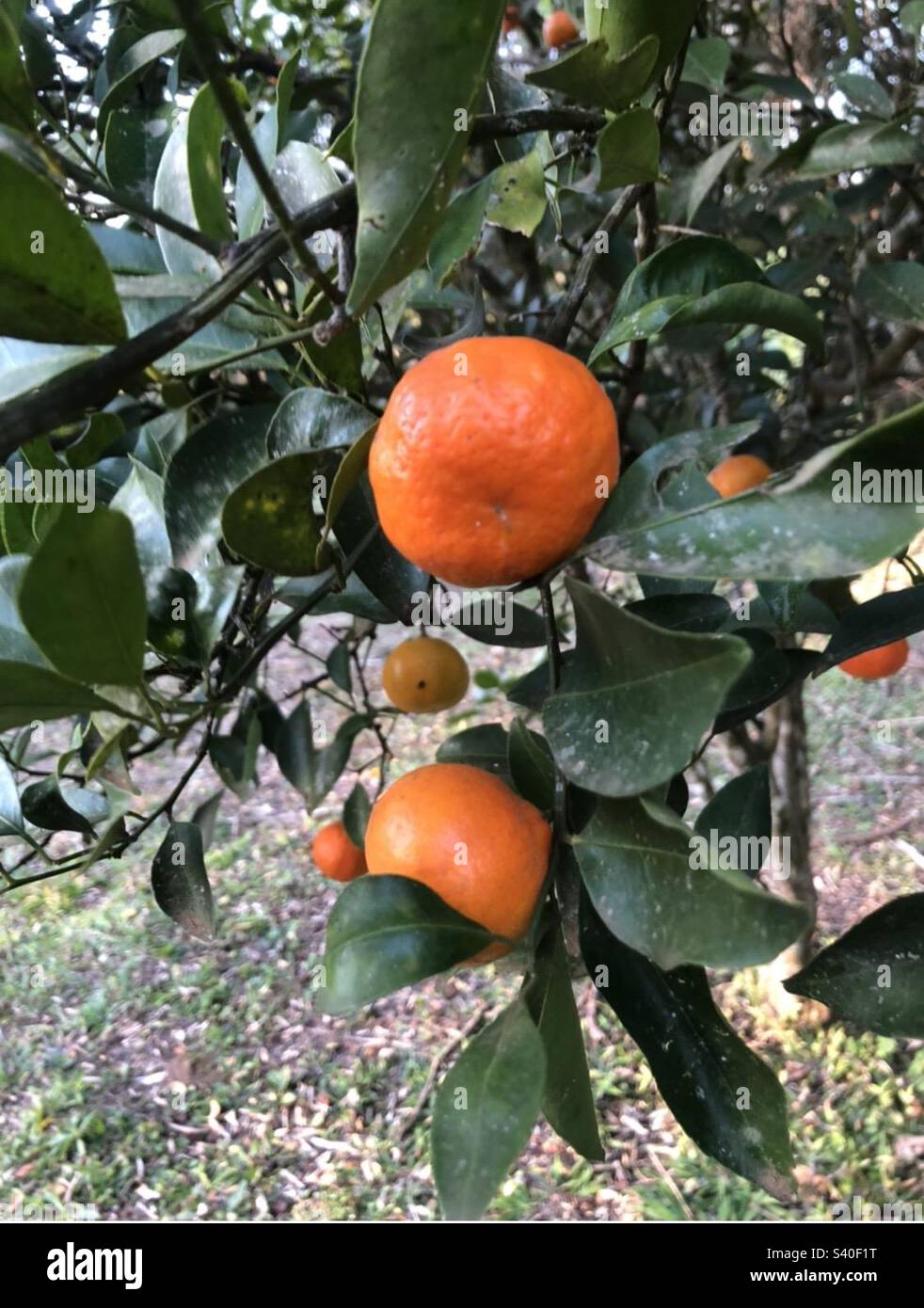 Come frutas hi-res stock photography and images - Alamy