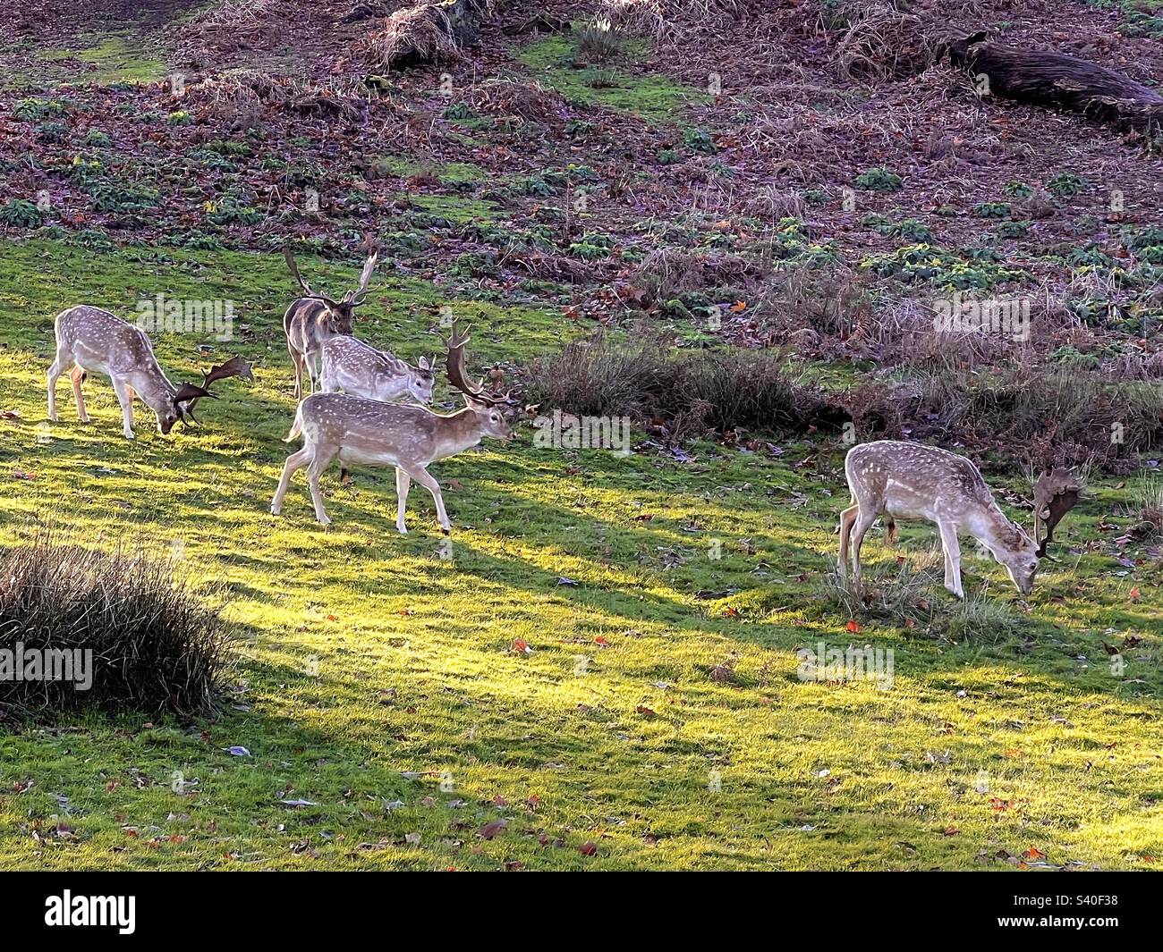 Wild European fallow deer (Dama dama) in Knole Park, Kent, England in ...