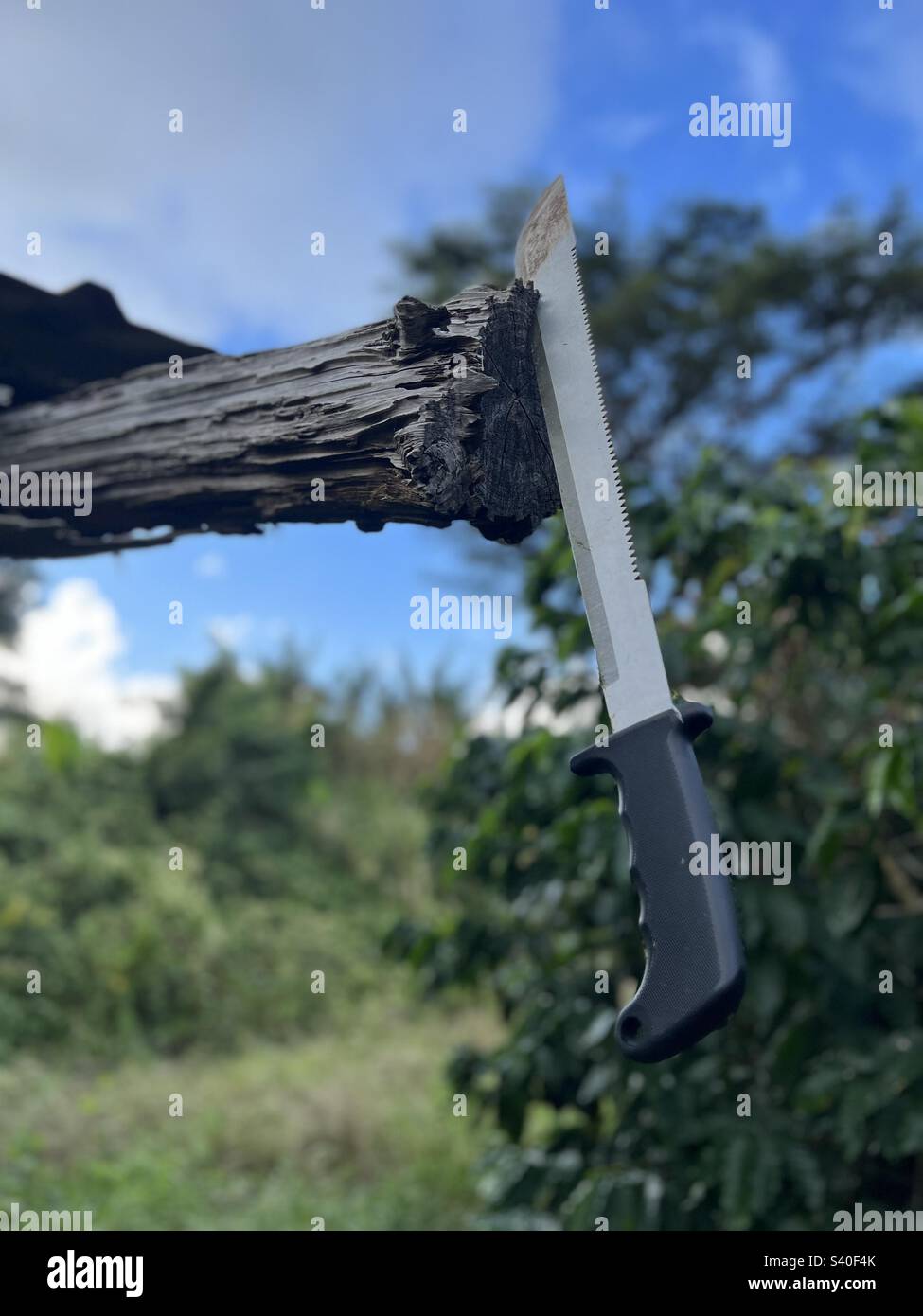 Machete knife hi-res stock photography and images - Alamy