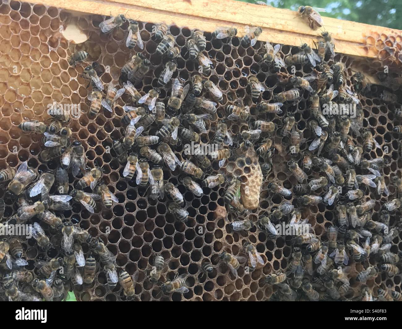 Bee frame with bees hi-res stock photography and images - Alamy